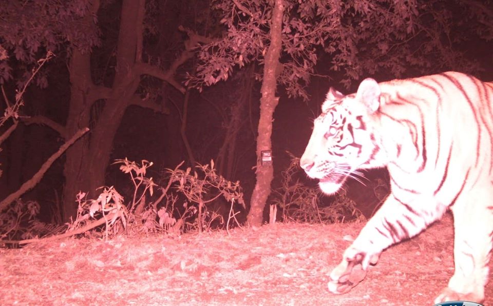 Tiger sighted at a record altitude of 2,500 metres in Dadeldhura forest