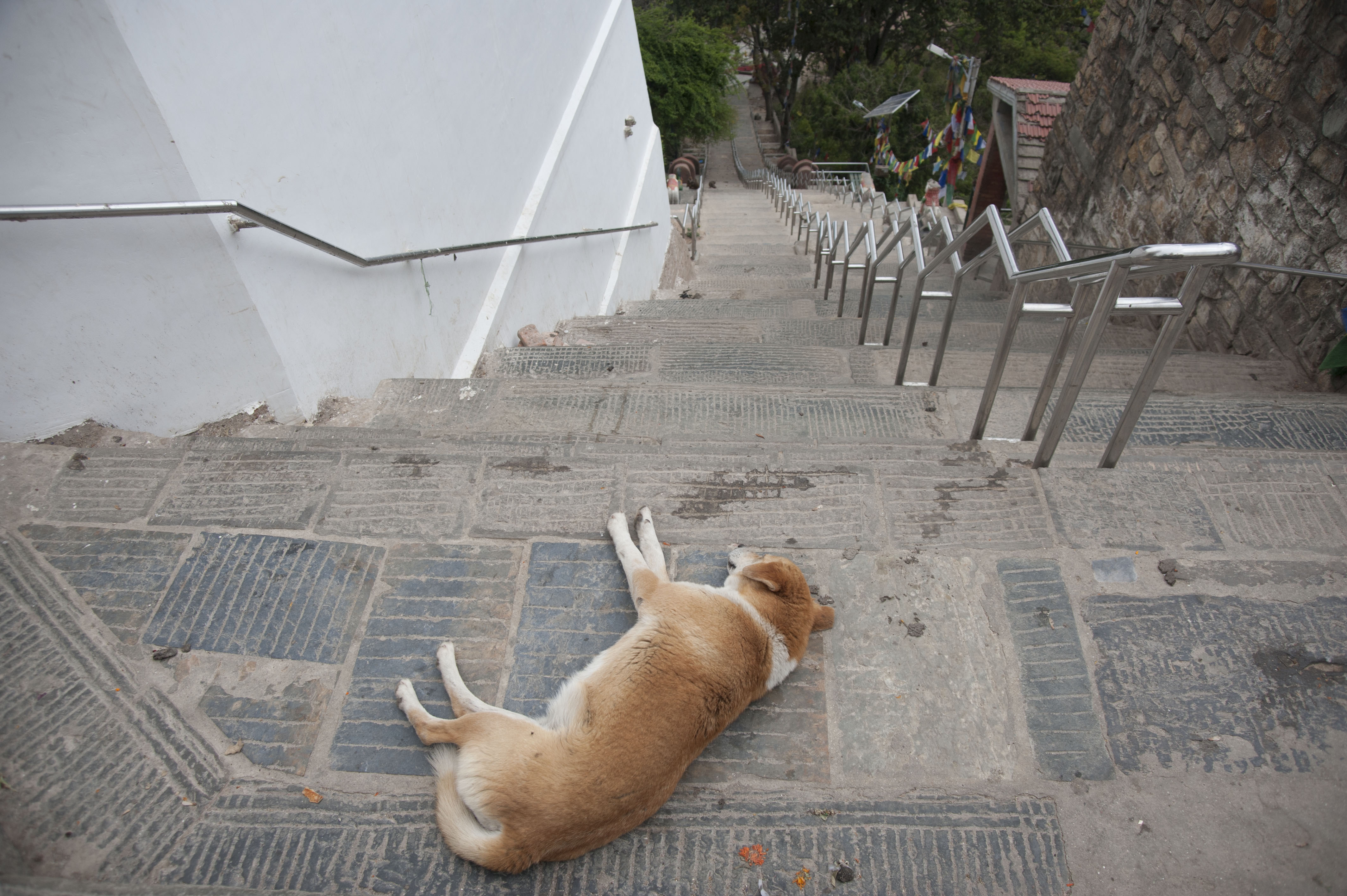 It’s not just humans suffering under the lockdown—dogs are, too