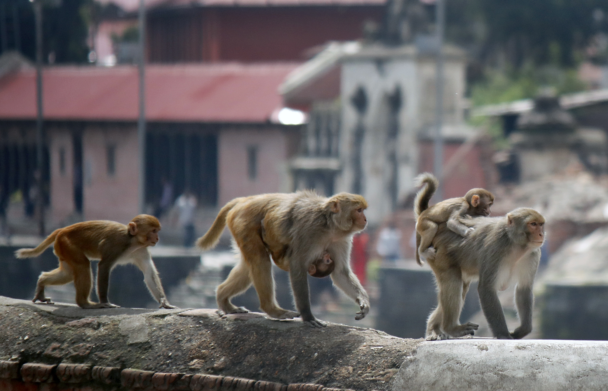 200 monkeys in Thapathali are in trouble. They neither have home nor food