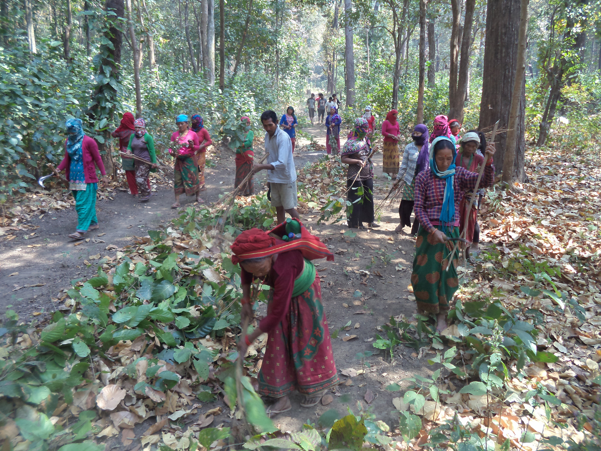 Scientific forest management in a community forest helps locals of ...
