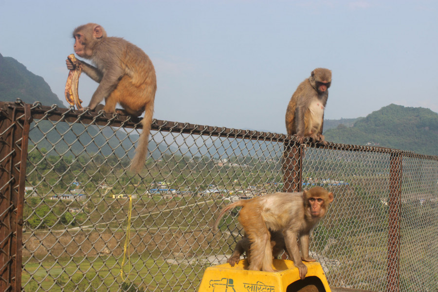 Kavre villagers face threat from wild animals