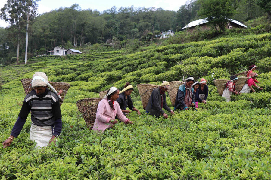 Lockdown causes tea exports to soar as people stay home guzzling the brew