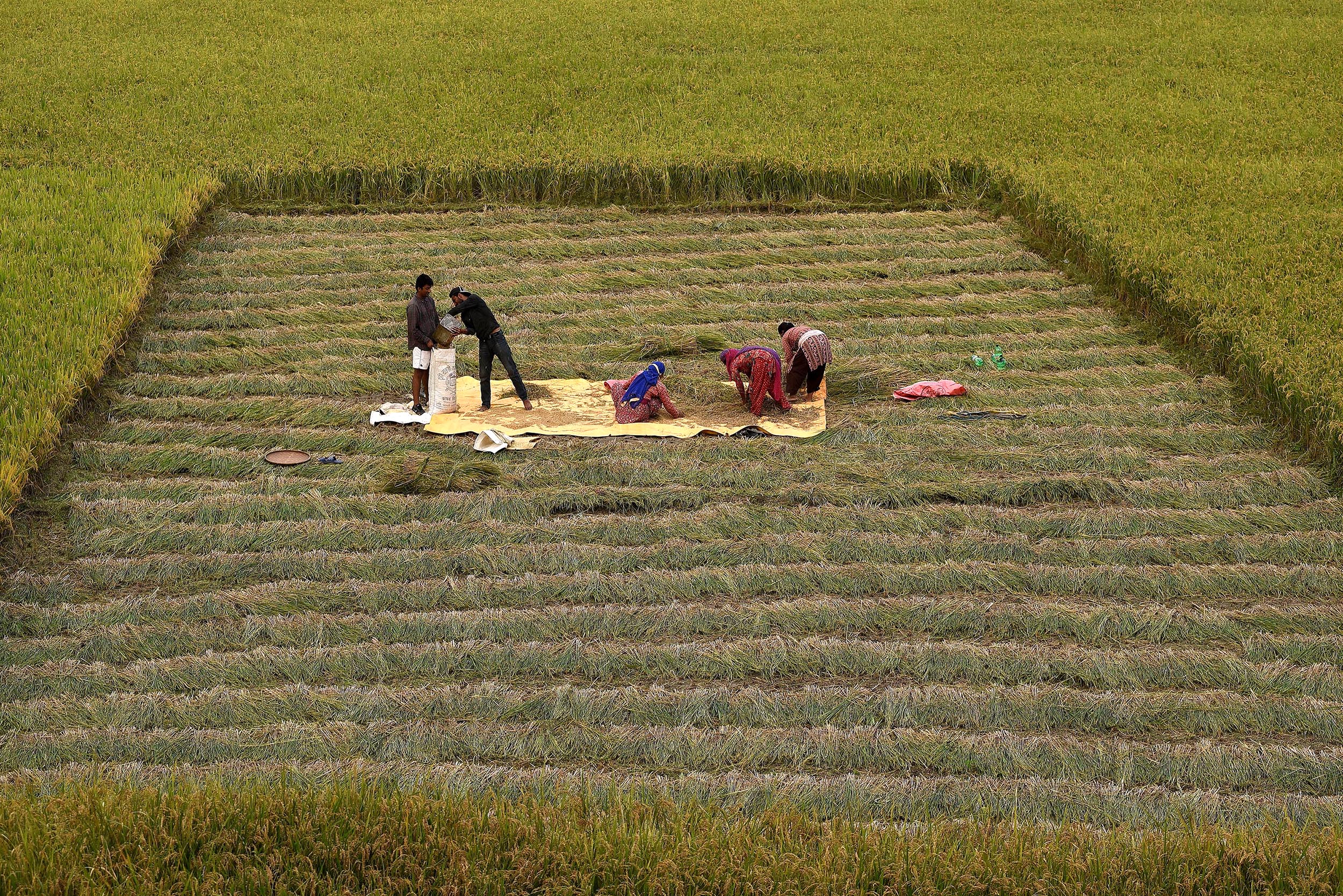 paddy-harvest-likely-to-equal-last-year-s-bumper-level-due-to-monsoon-boost