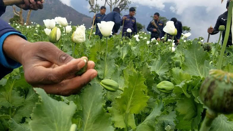 Police take steps to curb opium farming in remote areas of Makwanpur