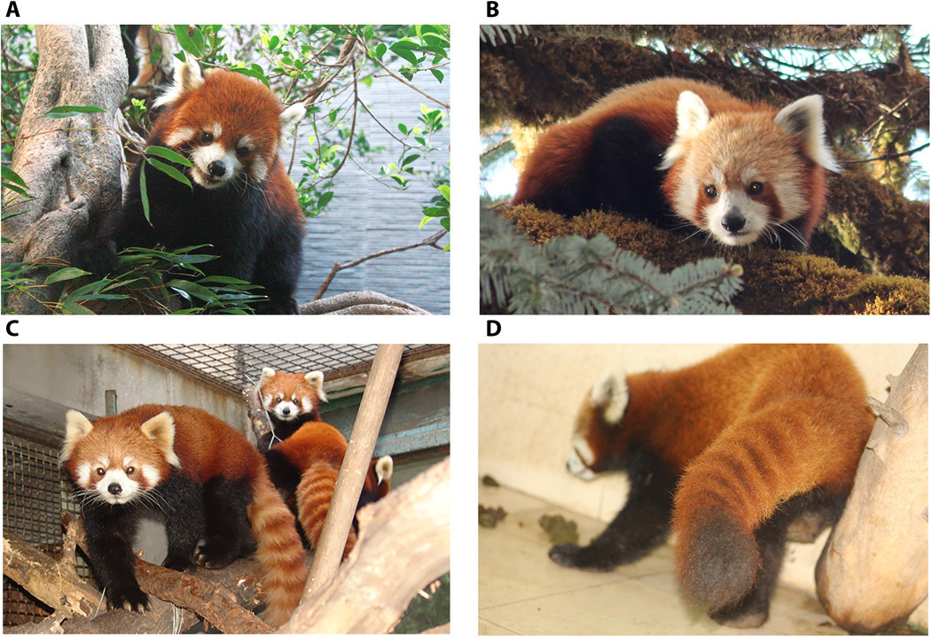 Not One But Red Pandas Are Actually Two Species New Research Finds