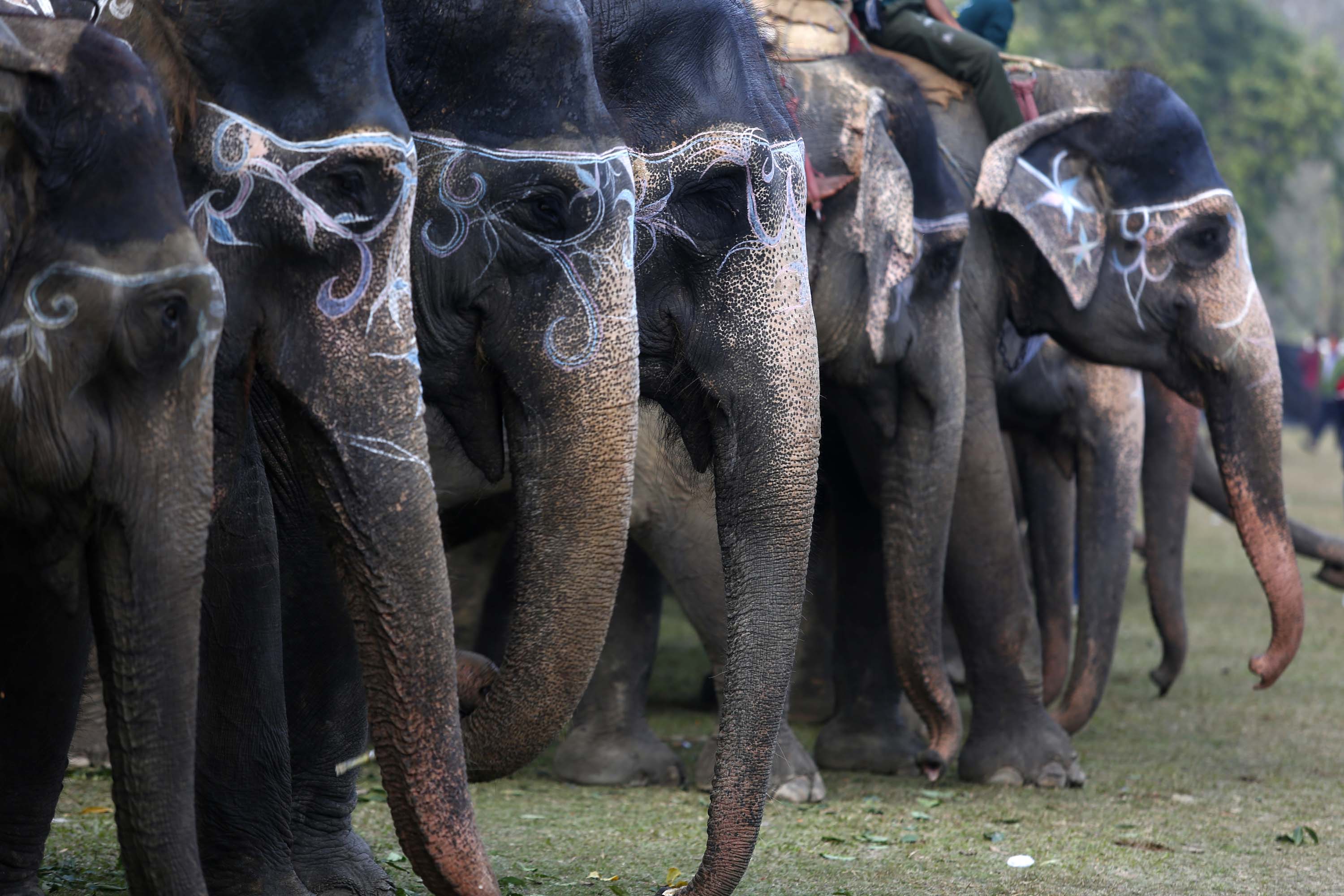 An elephantine conundrum