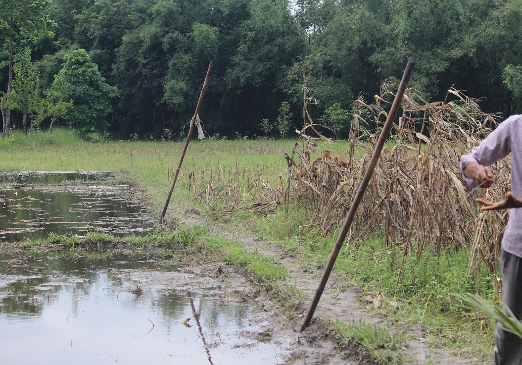 Electric wire traps set up for wild elephants turn into death traps for ...