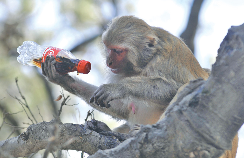 Bagmati province allocates Rs4 million to curb monkey menace