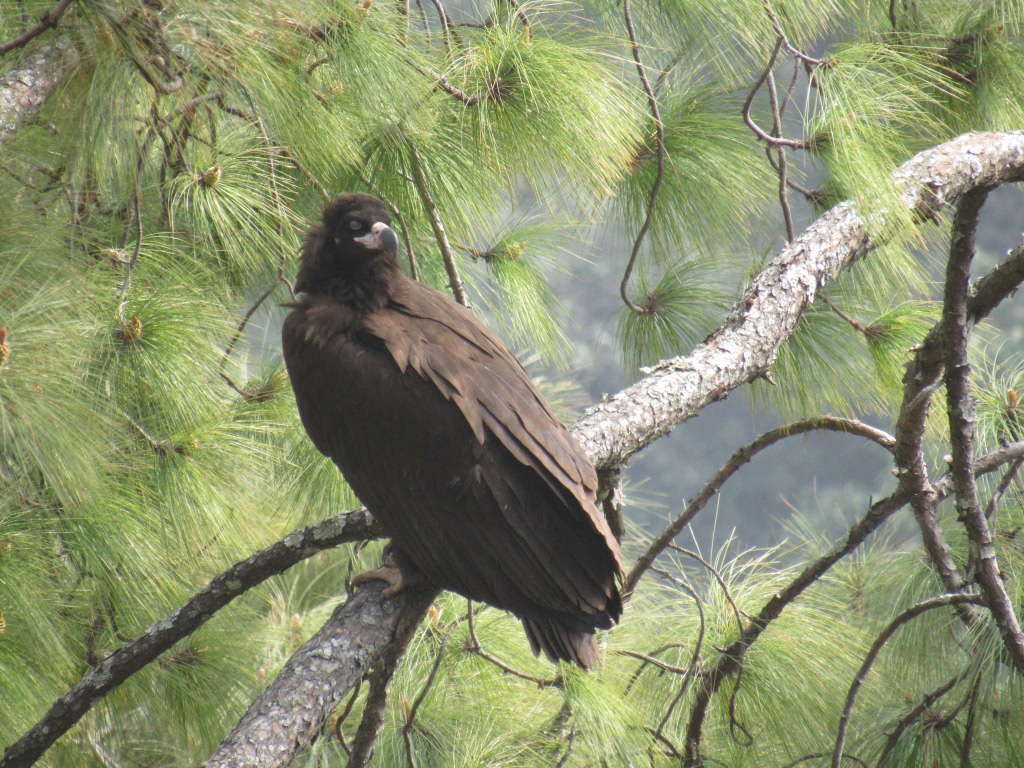 Resunga and Madane forests sanctuaries for birds