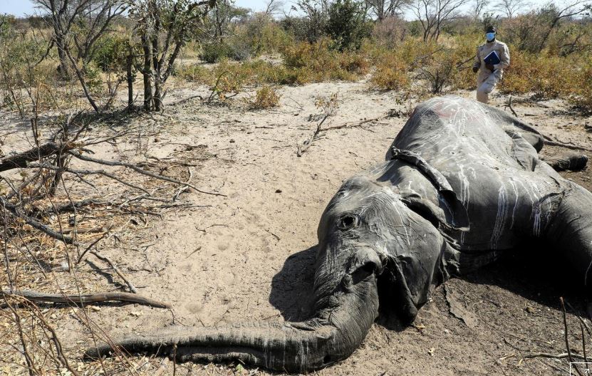Botswana gets first test results on elephant deaths