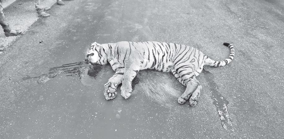Death of a tiger in traffic accident highlights the threat to wildlife ...
