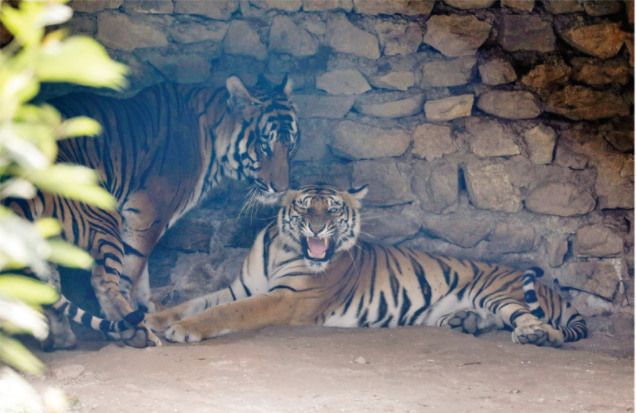 Pandemic adds challenges for tiger protection, wildlife ...