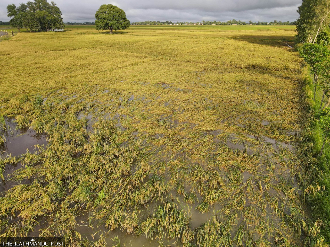 Paddy damage by freak rains estimated at Rs8.26 billion