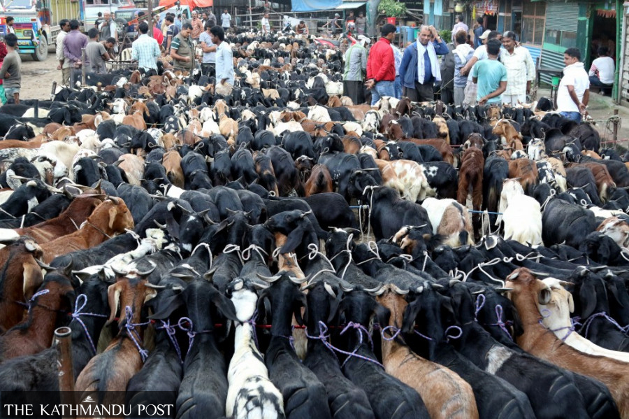 Goat market bounces back as Dashain festivities near