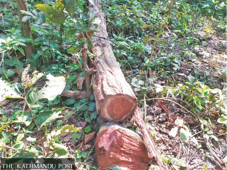 Timber smuggling unchecked in Sarlahi