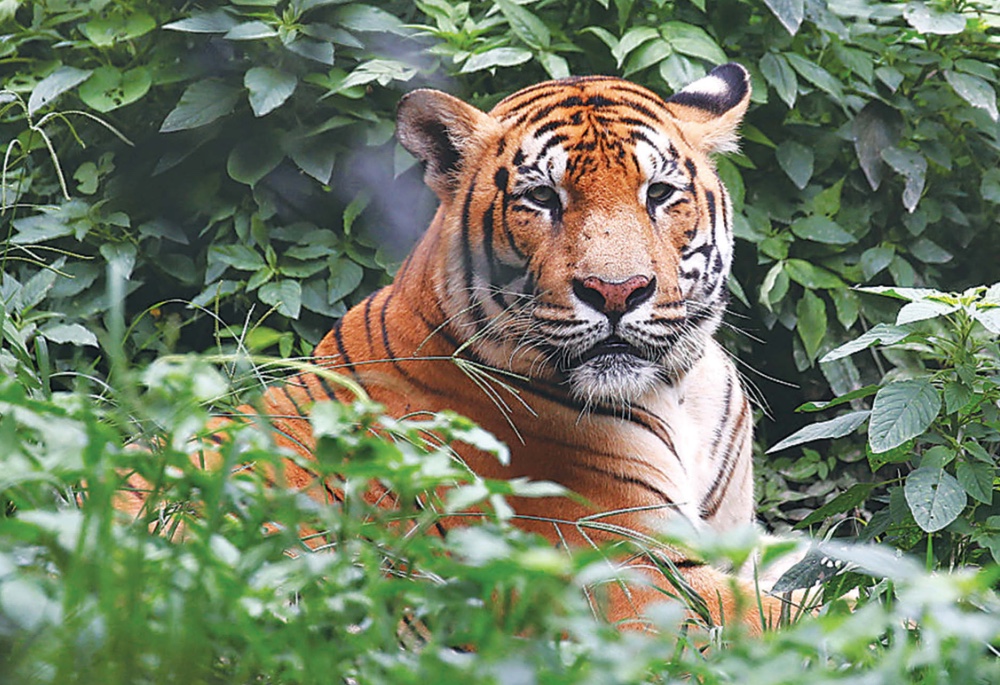 Conservationists begin study on tiger movement and behaviour in Bardiya