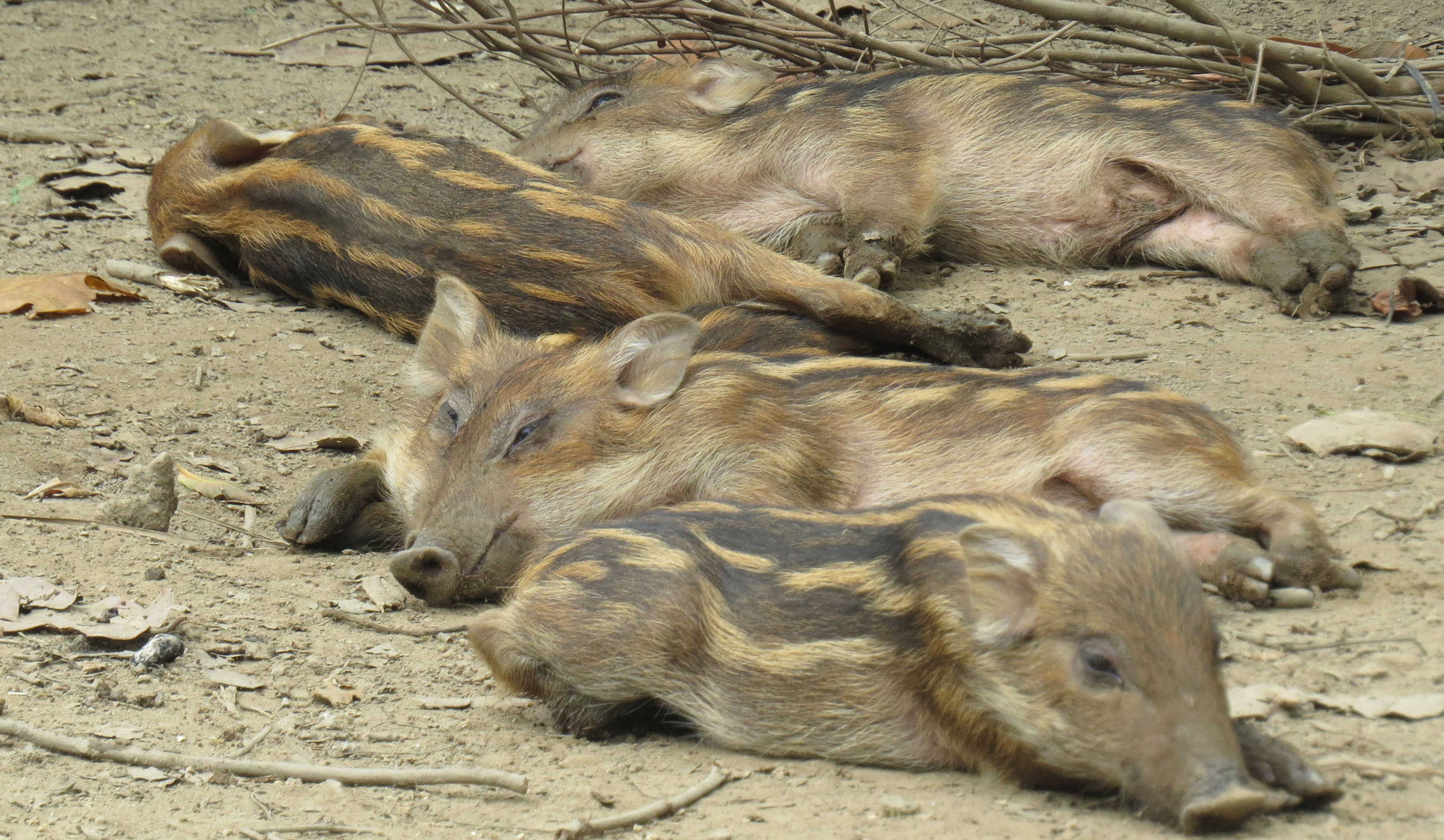 Wild Boar Menace Continues In Chitwan Wild Boar Menace Continues In Chitwan