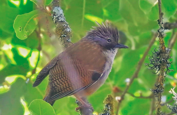 In a first scientific bird survey, Shivapuri Nagarjun National Park ...