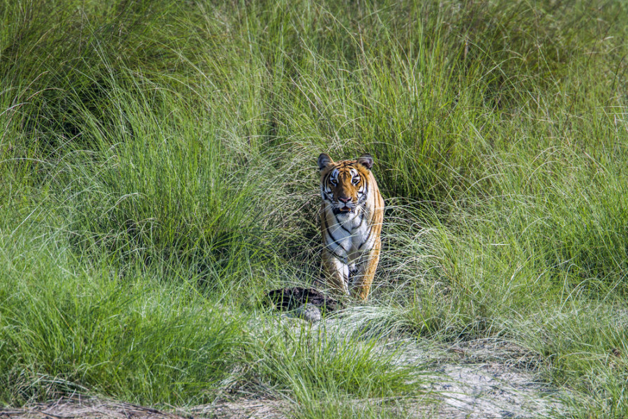Authorities scramble to deal with tiger threat in Kailali