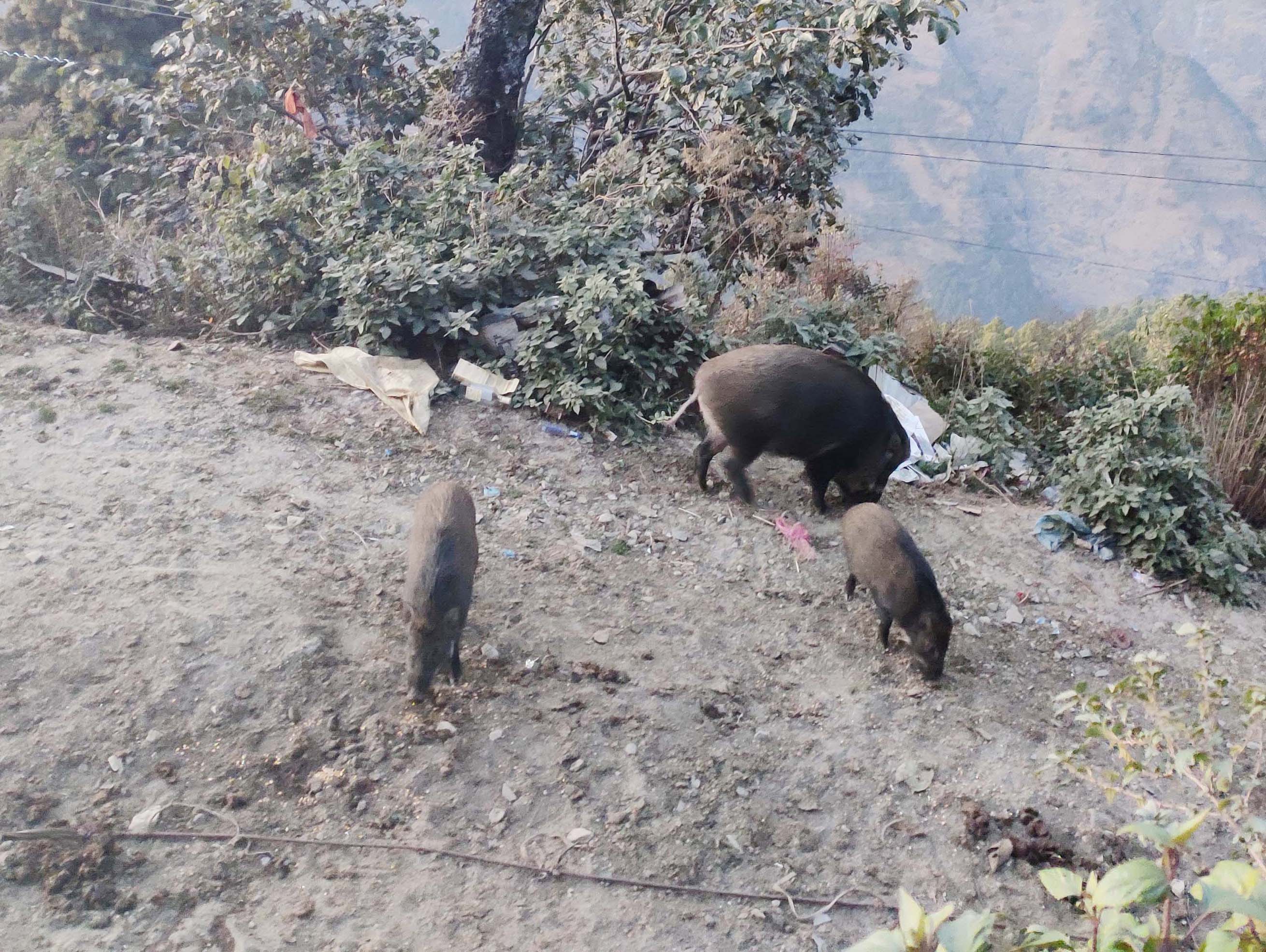 Wild boars wreak havoc in settlements near Langtang National Park