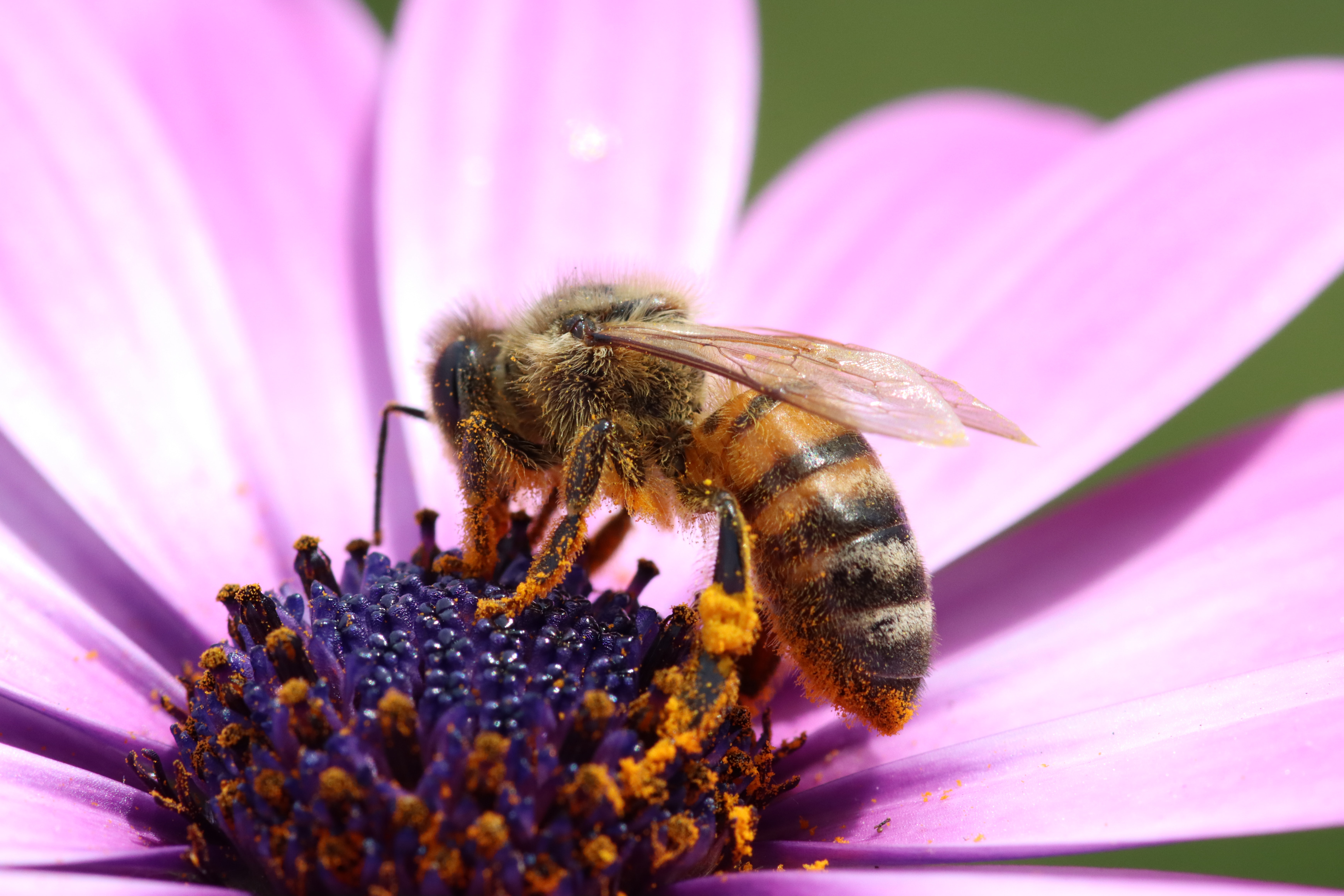 Biodiversity depends on pollinators