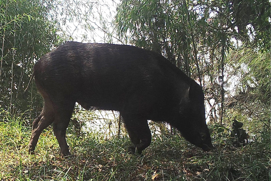 Wild boar spotted in Annapurna Conservation Area after five decades