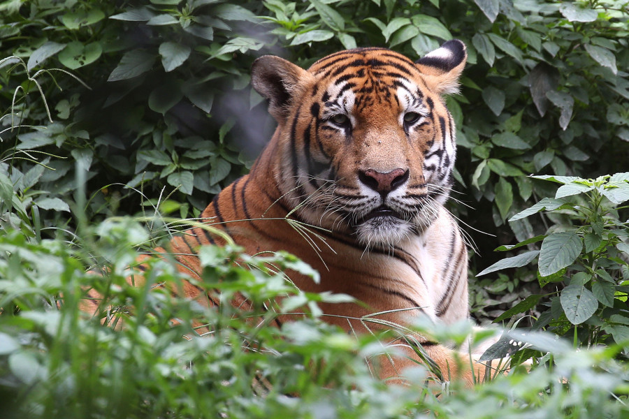 Tiger terror continues in and around protected areas