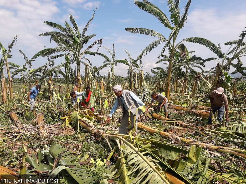 Banana farmers in Nijgadh devastated after storm destroys their crops