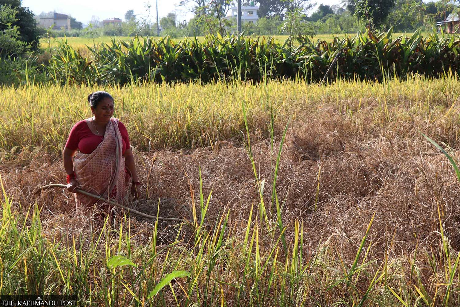 Insect infestation damages paddy crops in Palpa