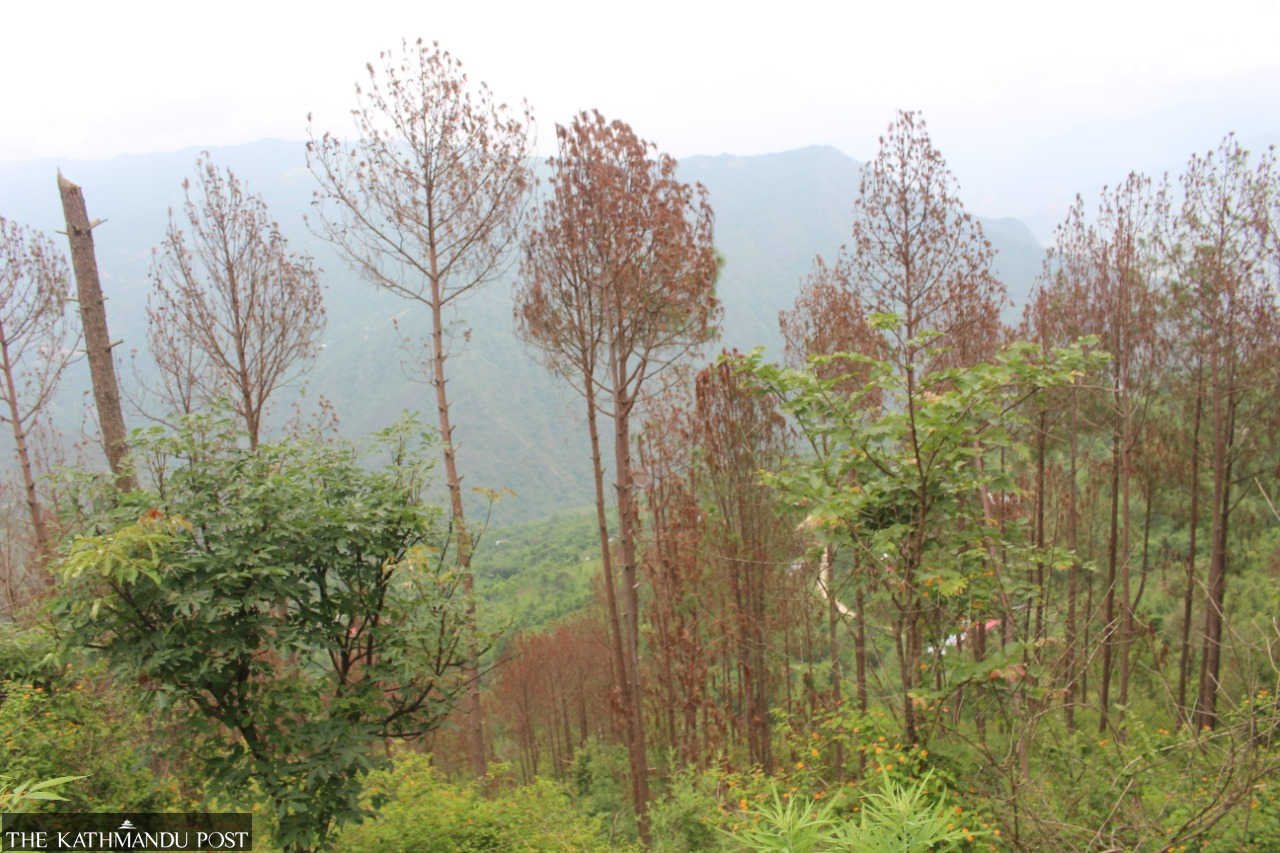 Trees are drying up in Dhankuta forests, bewildering locals
