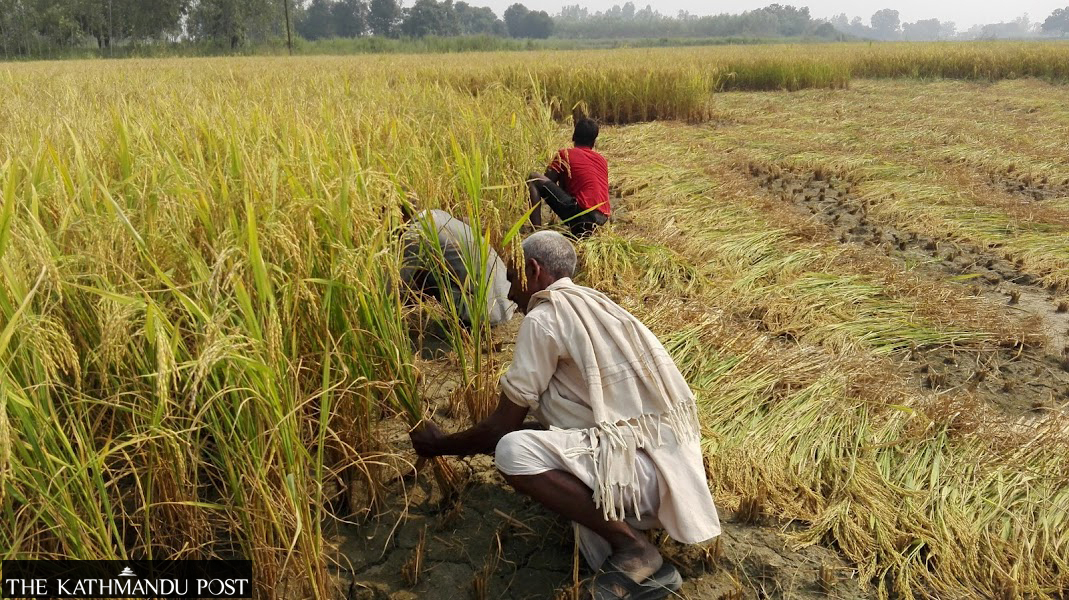 Farmers choose hybrid varieties of rice for higher yield