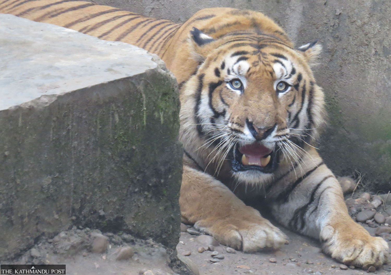 Tiger attacks kill 12 people within 11 months in Chitwan