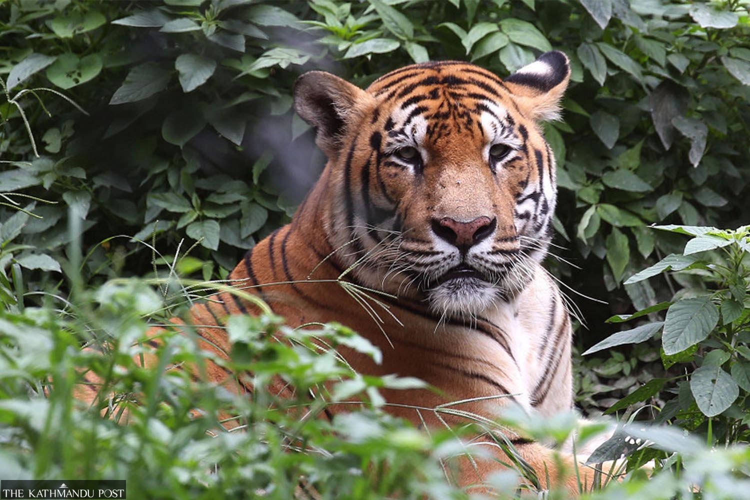 As tiger numbers rise, experts stress protecting habitats and prey base ...