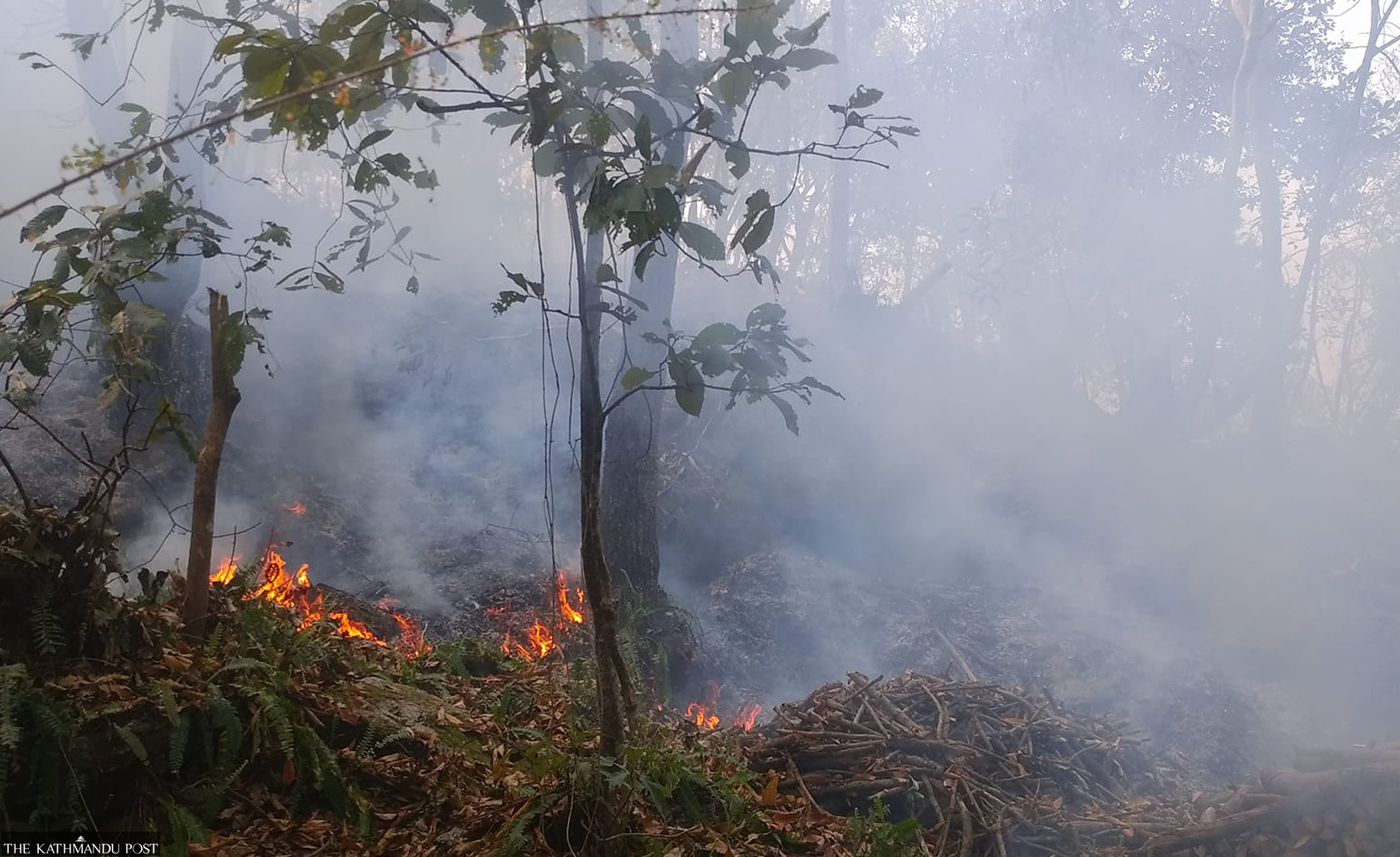 Forest fires destroy forest cover in three community forests of Lamjung