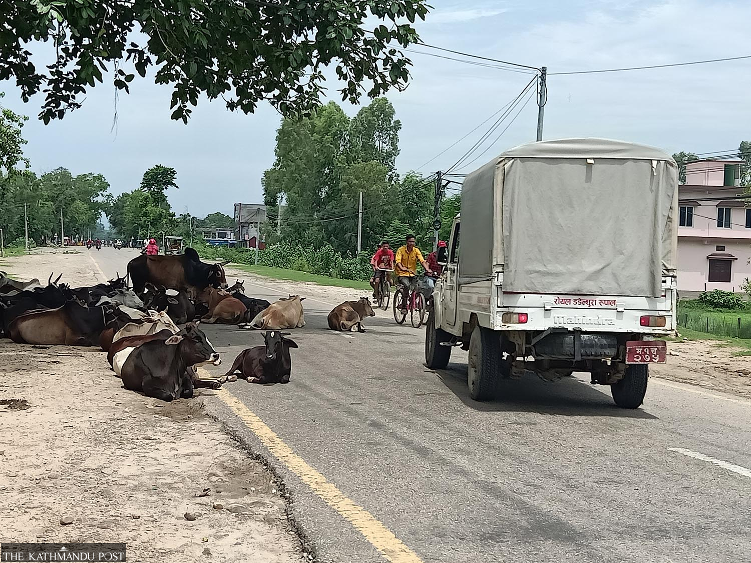 Managing stray animals a major challenge for Kanchanpur local units