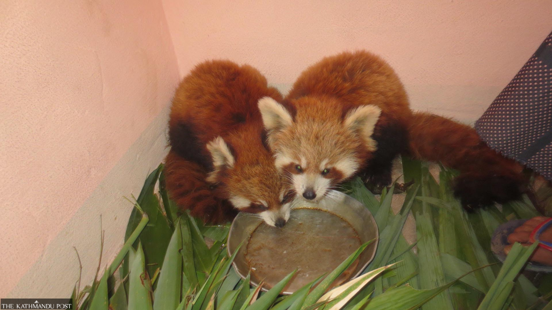 Conservationists urge residents to help in red panda protection