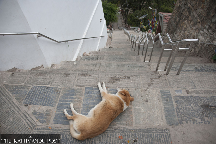 Helping the dogs that don’t have anyone to look after