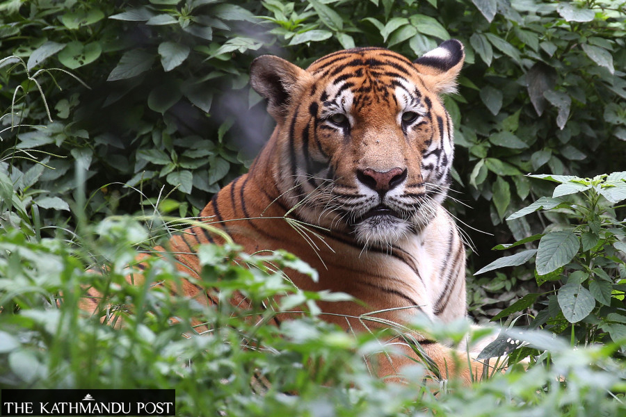 Nepal’s tiger population reaches 355