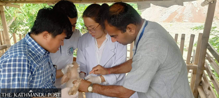 Over 15,000 pigs died in African swine fever outbreak in Nepal since March