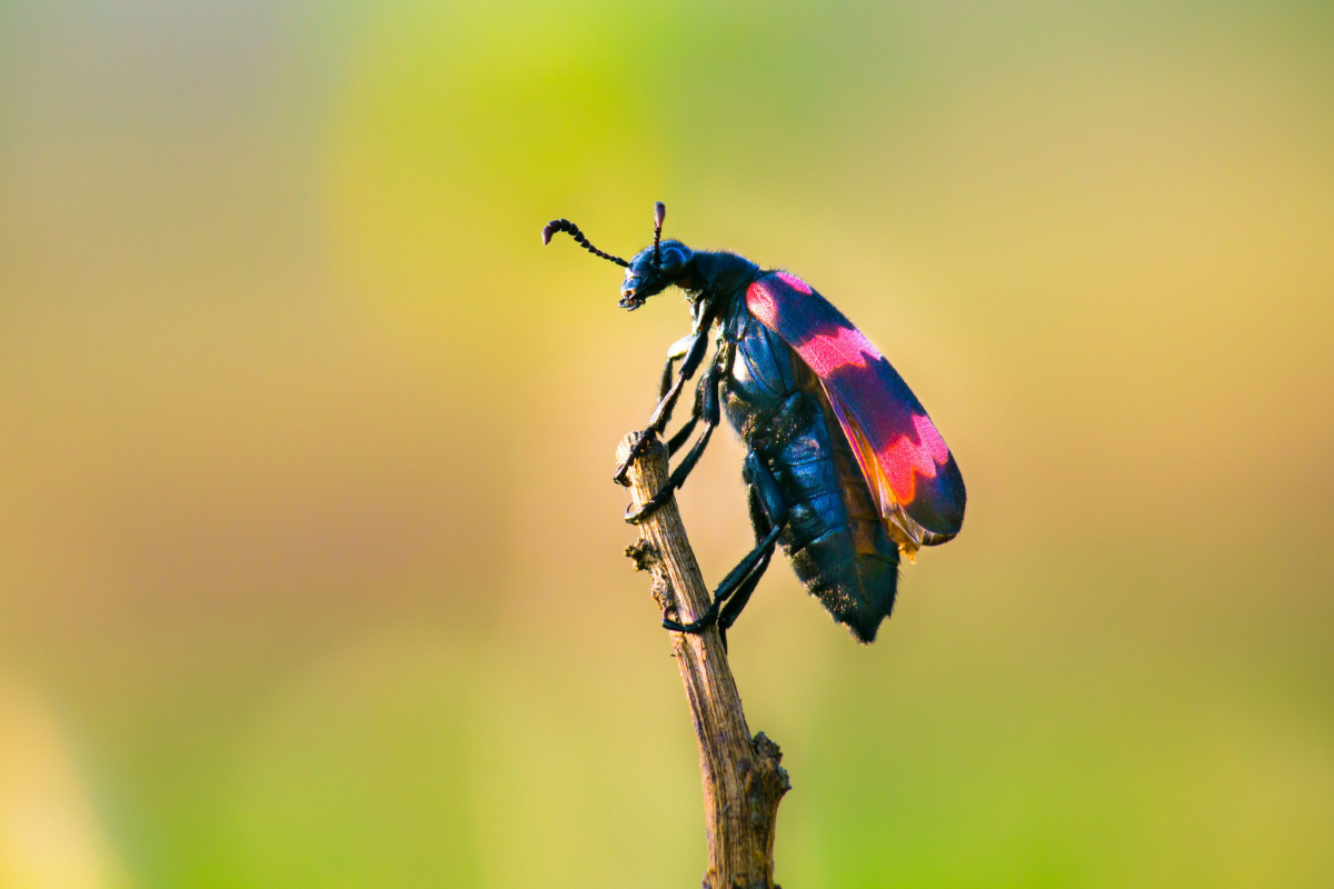 How insects struggle with climate change
