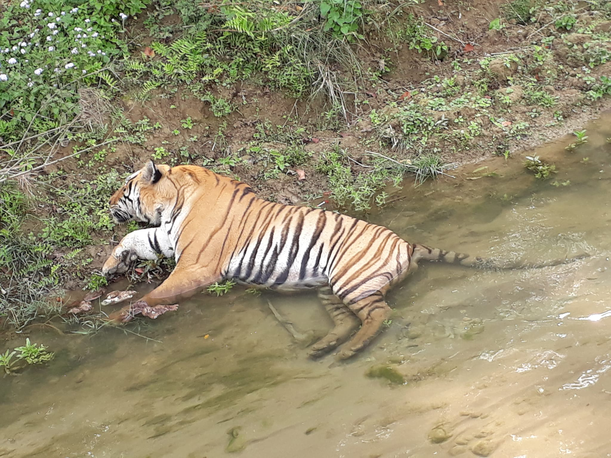 Soaring Costs In Tiger Rehabilitation Worry Conservation Authorities