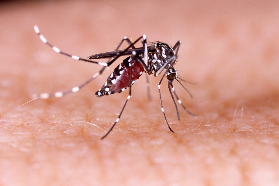 Dengue spreads to 59 districts including Jumla and Kalikot
