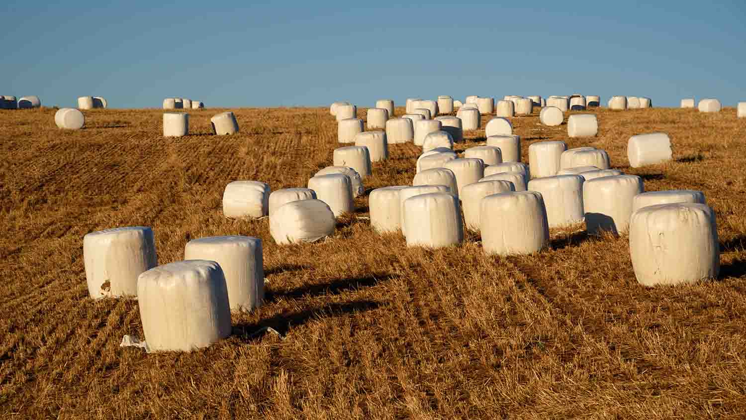 What’s this humble grass that made it to high-level Nepal-China talks