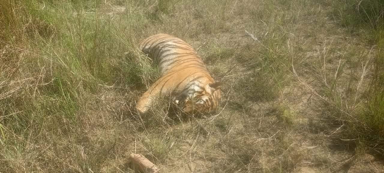 Death of two tigers in quick succession worries conservationists