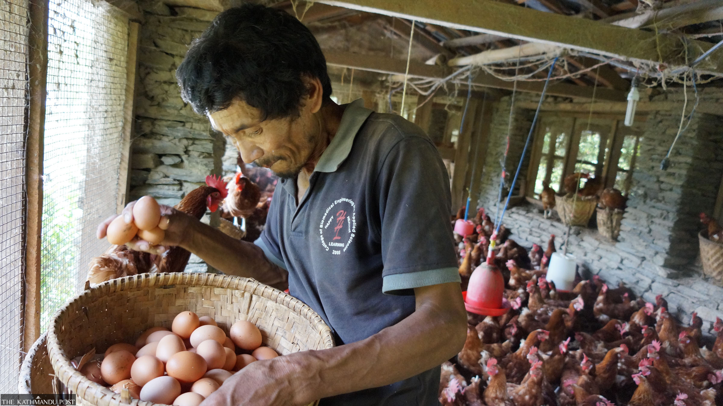 Egg producers suffering economic slowdown effects