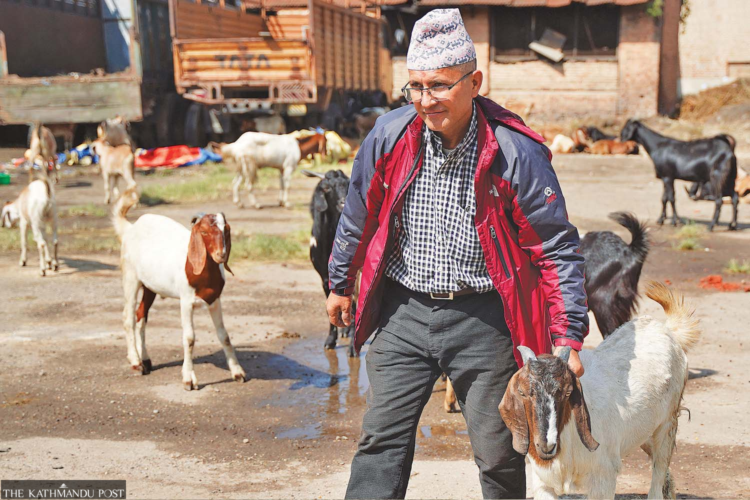 Government depot selling goats at last year’s price