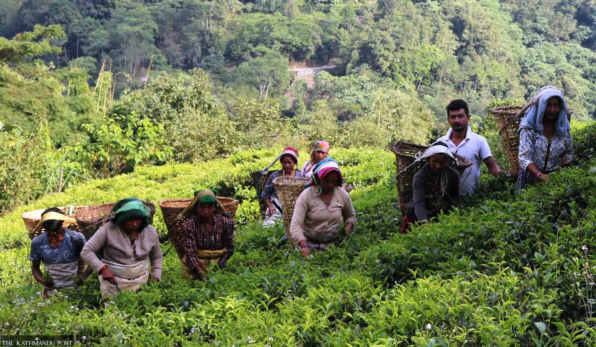 Workers in state-owned tea gardens to be enrolled in social security fund