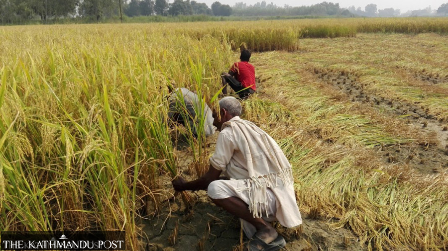 Fear of food crisis as multiple problems hit paddy production