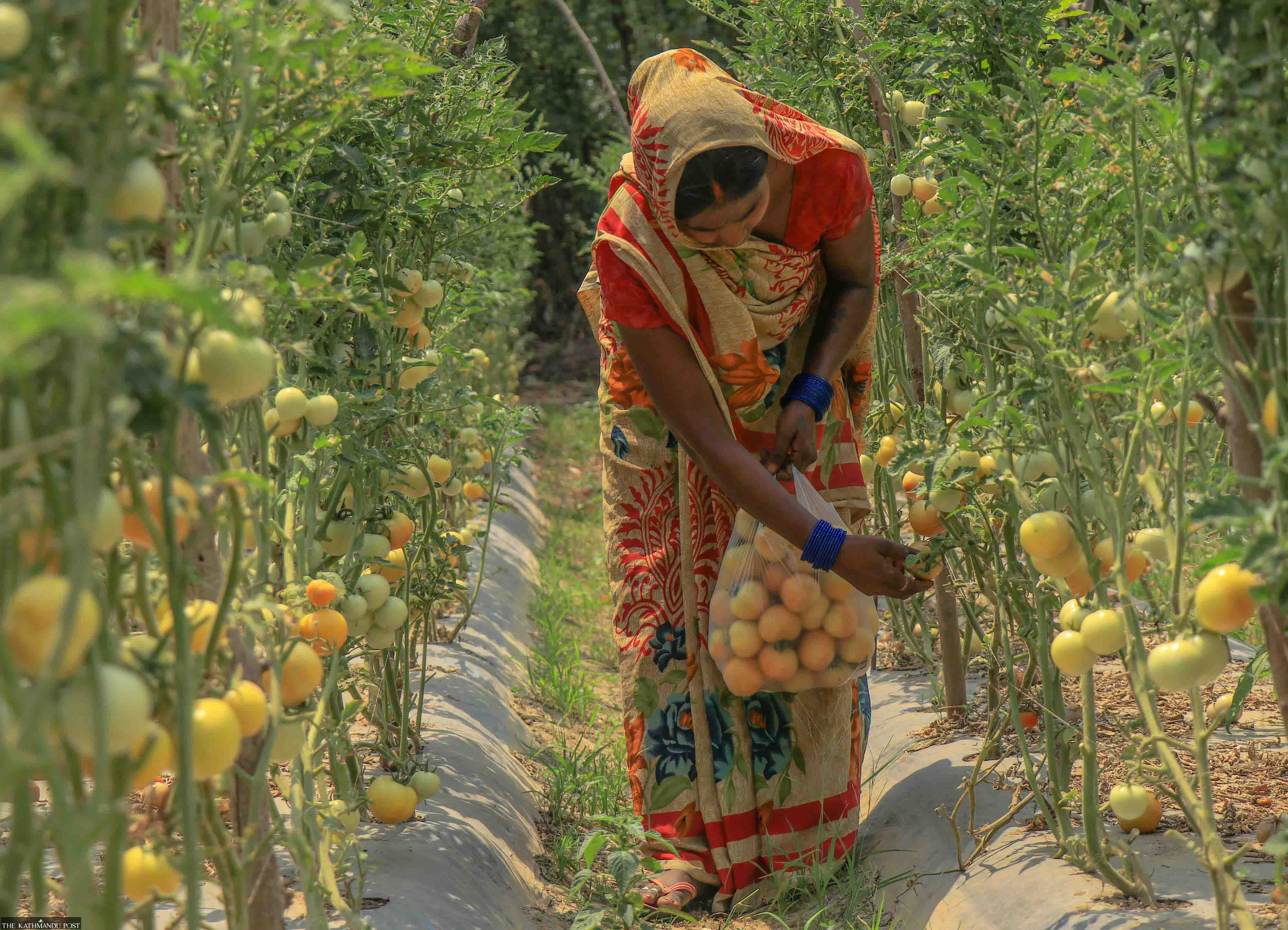 Tomato Pickers Indian Exploring Exclusive Lines Adapted To India's