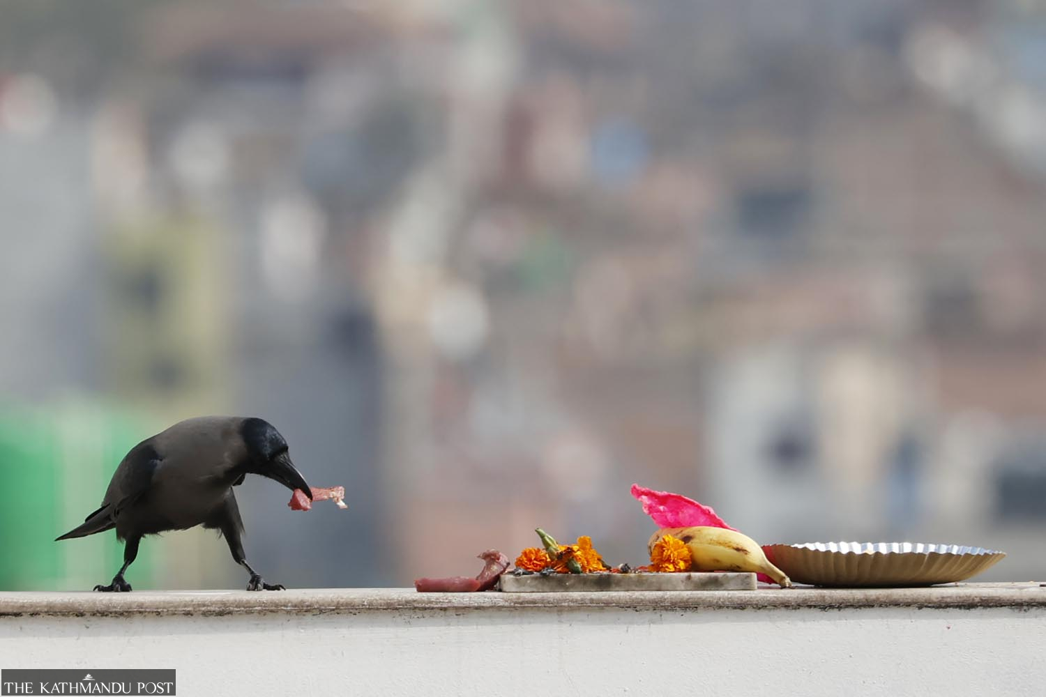 Tihar begins, Kaag Tihar observed